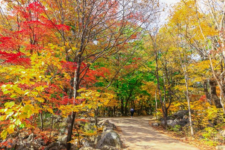Fall Foliage Forecast in South Korea & Top 10 Spots to See Autumn ...