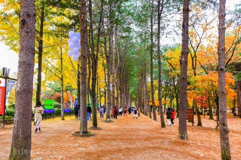 Is It Worth Visiting Nami Island? Here’s How to Plan a Day Trip Like a ...