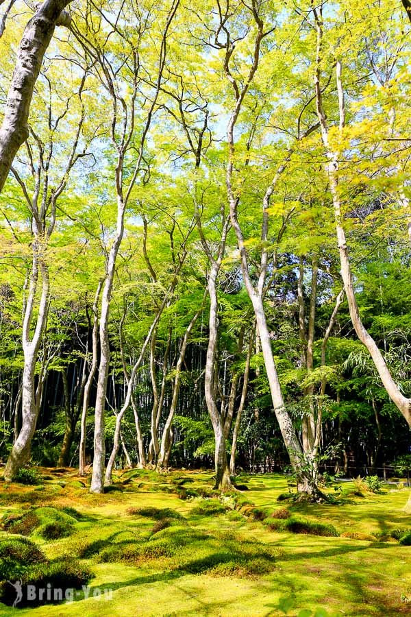 Gioji Temple: A Tranquil, Moss-Covered Sanctuary in Arashiyama, Kyoto ...
