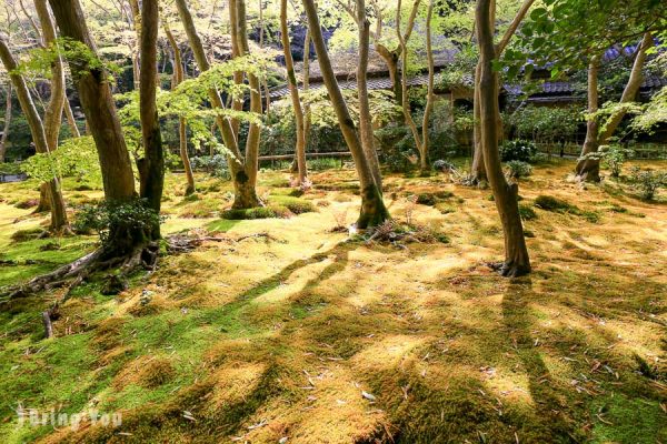 Gioji Temple: A Tranquil, Moss-Covered Sanctuary in Arashiyama, Kyoto ...