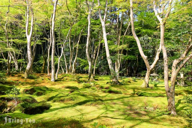 Gioji Temple: A Tranquil, Moss-Covered Sanctuary in Arashiyama, Kyoto ...
