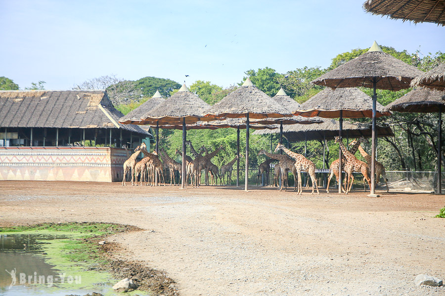 A Comprehensive Guide to Safari World Bangkok: Lion Feeding Show | Day ...